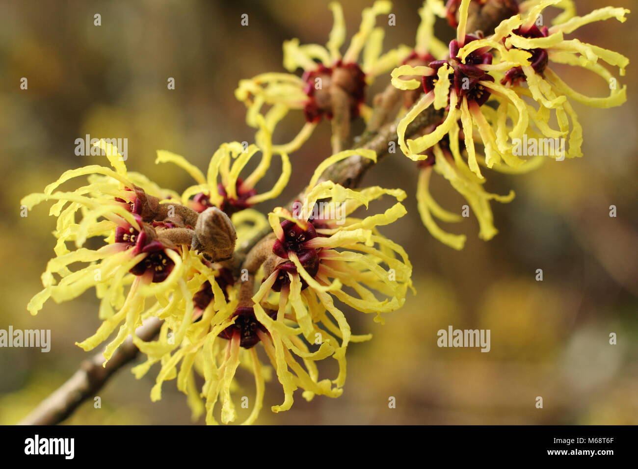 Spidery, fragrant blooms of Hamamelis x intermedia 'Pallida' commonly ...