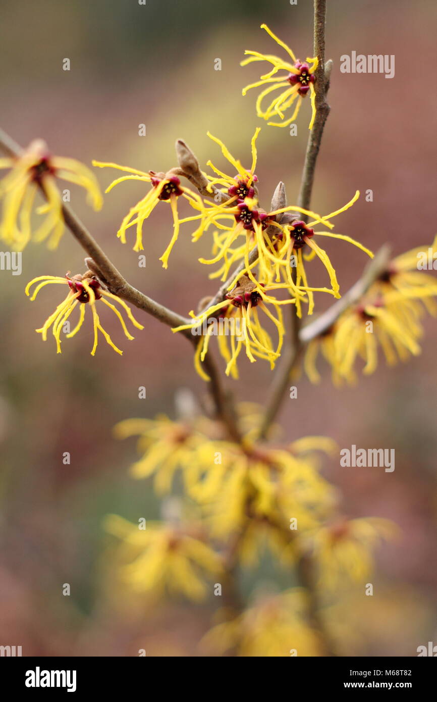 Hamamelis vernalis 'Sandra' witch hazel in flower in an English winter ...