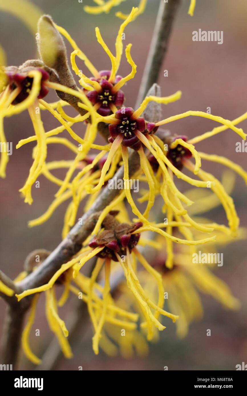 Hamamelis winter sun hi-res stock photography and images - Alamy