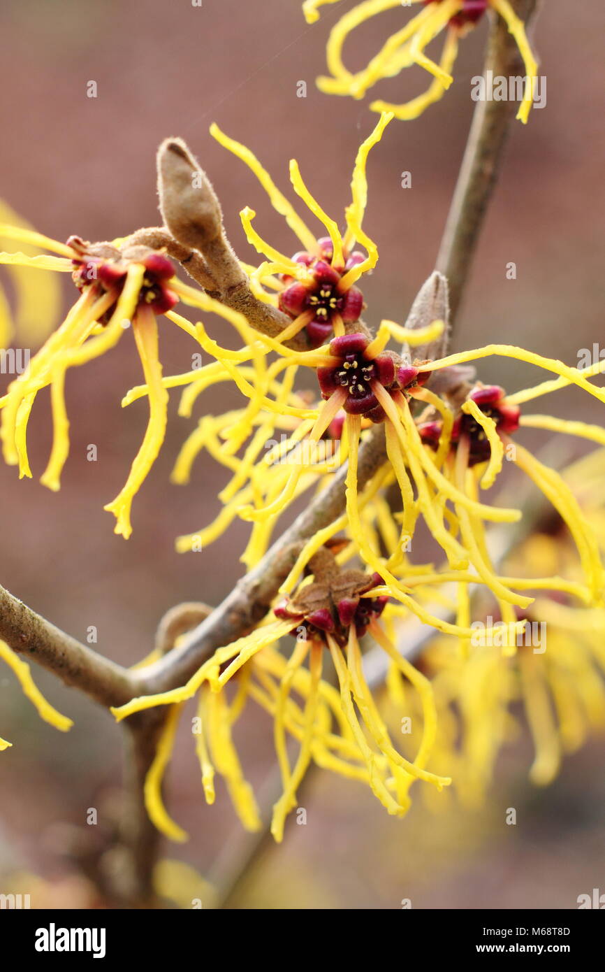Witch hazel sandra hi-res stock photography and images - Alamy