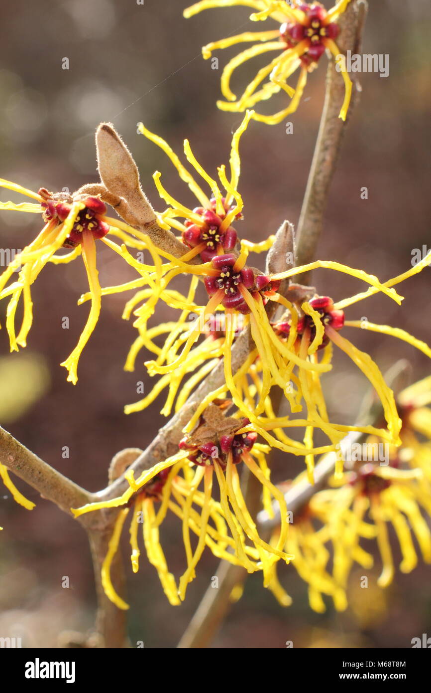 Hamamelis vernalis 'Sandra' witch hazel in flower in an English winter ...