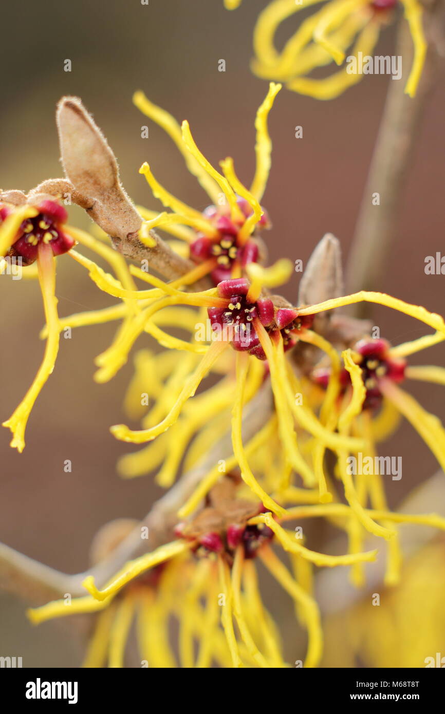 Hamamelis vernalis 'Sandra' witch hazel in flower in an English winter ...