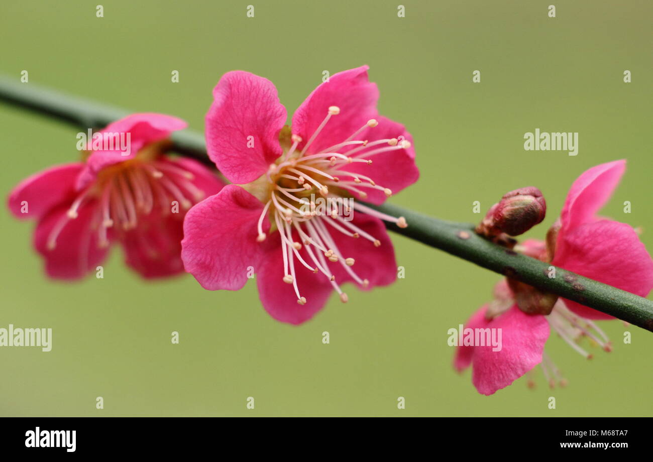 Blossoms of Prunus mume 'Beni-chidori', Japanese apricot emerging in a ...