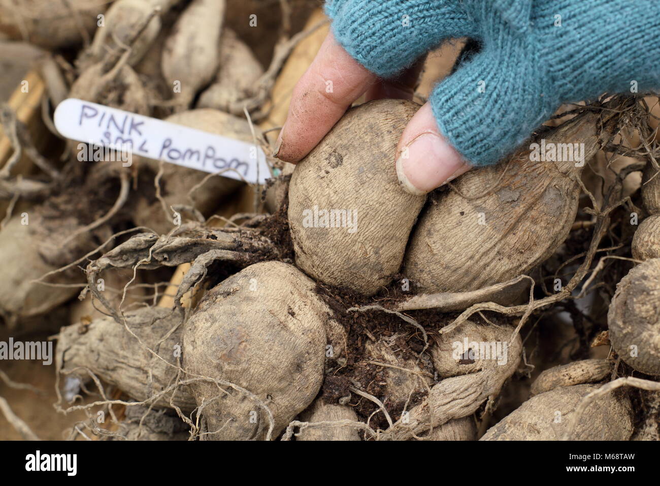 Dahlia tubers hi-res stock photography and images - Alamy