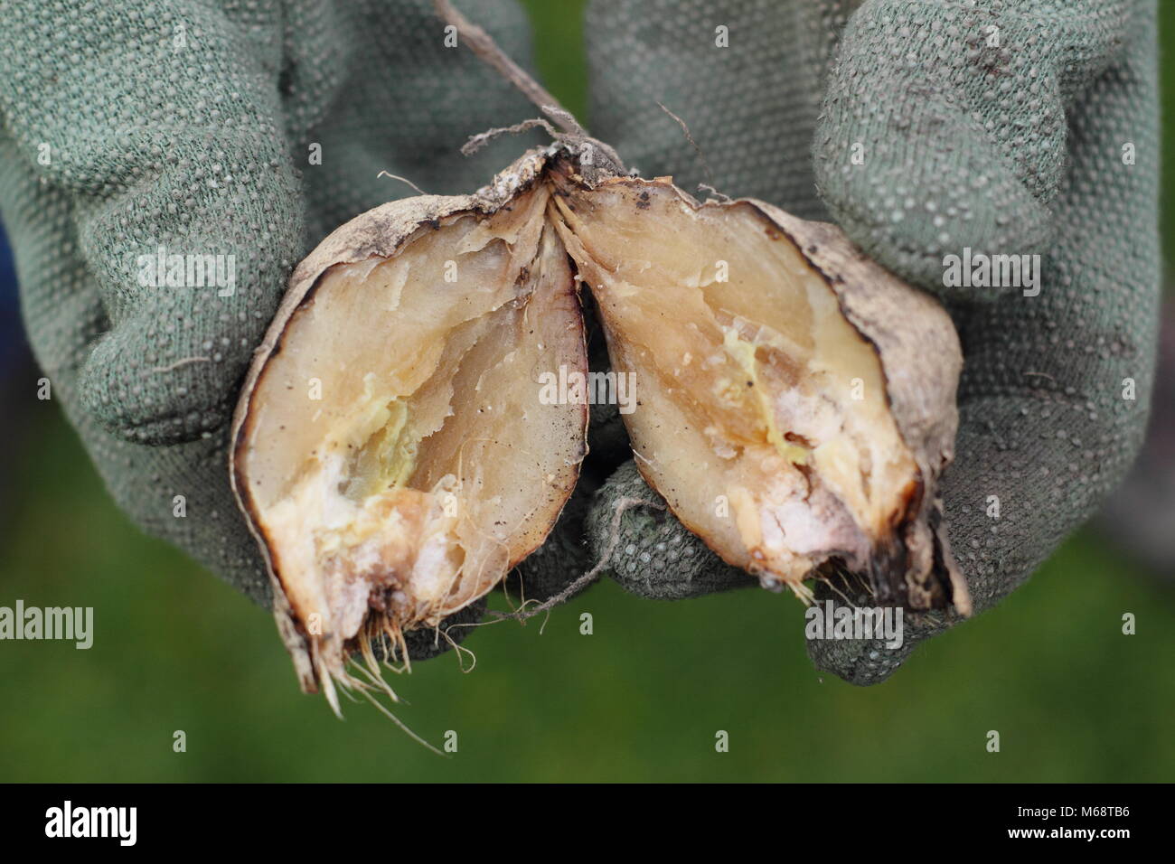 Dahlia tuber rot rotting hi-res stock photography and images - Alamy