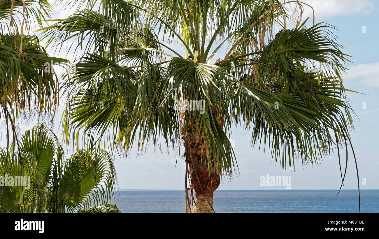 Washington palm trees hi-res stock photography and images - Alamy