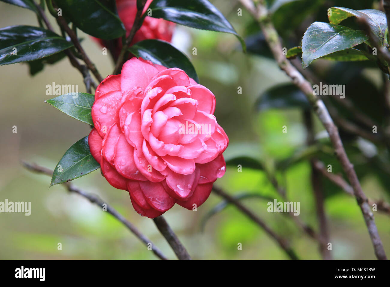Red Camellia flowers with raindrop,beautiful red flowers in full bloom ...