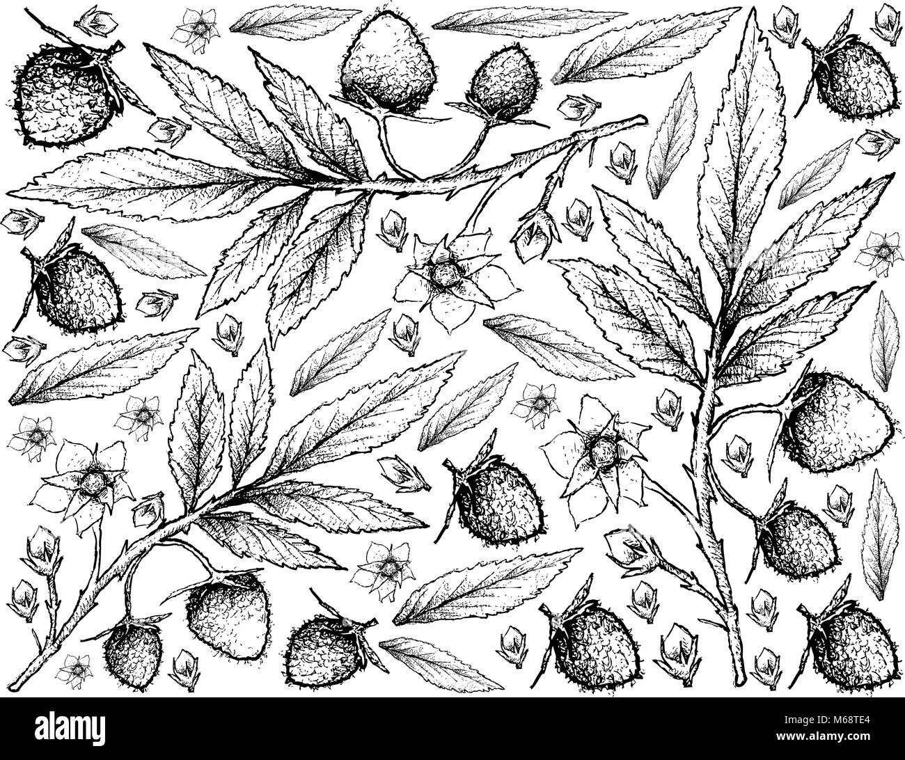Berry Fruit, Illustration Wallpaper Background of Hand Drawn Sketch of ...