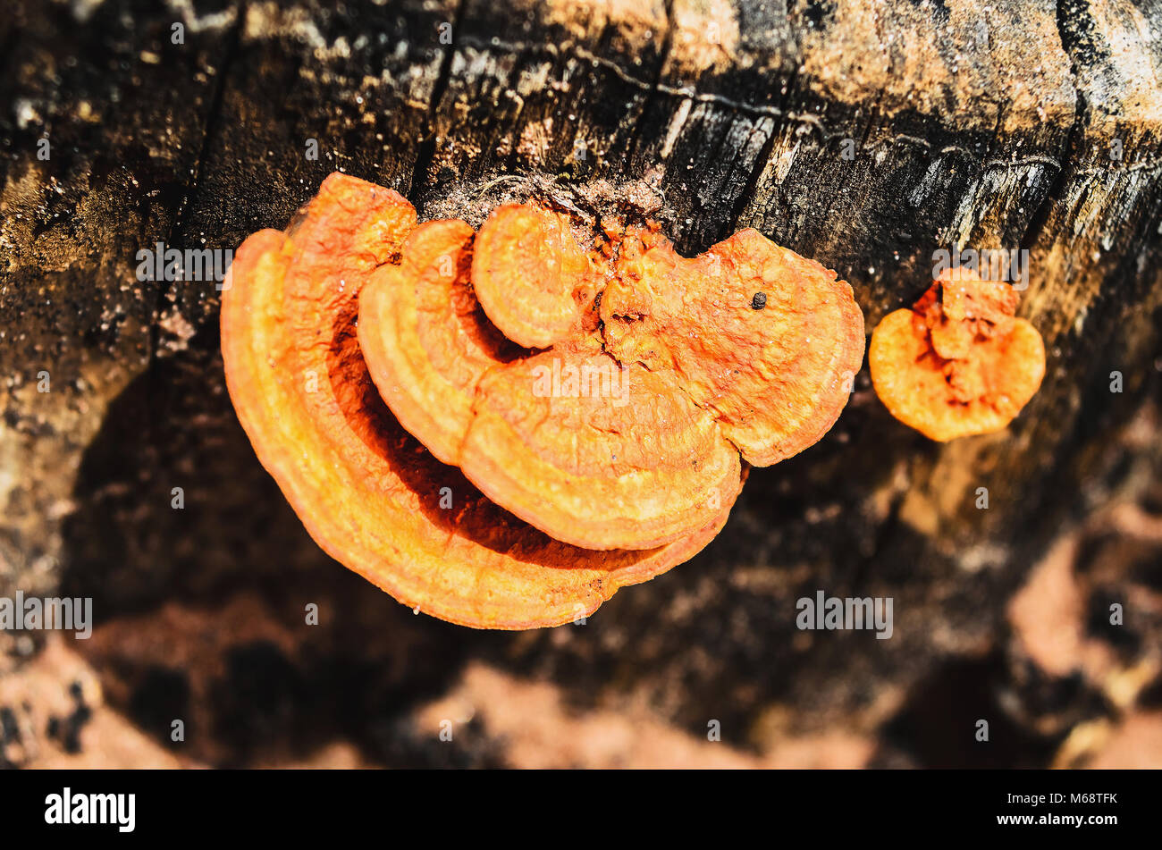 Orange mushroom on a cut dead tree stump Stock Photo - Alamy