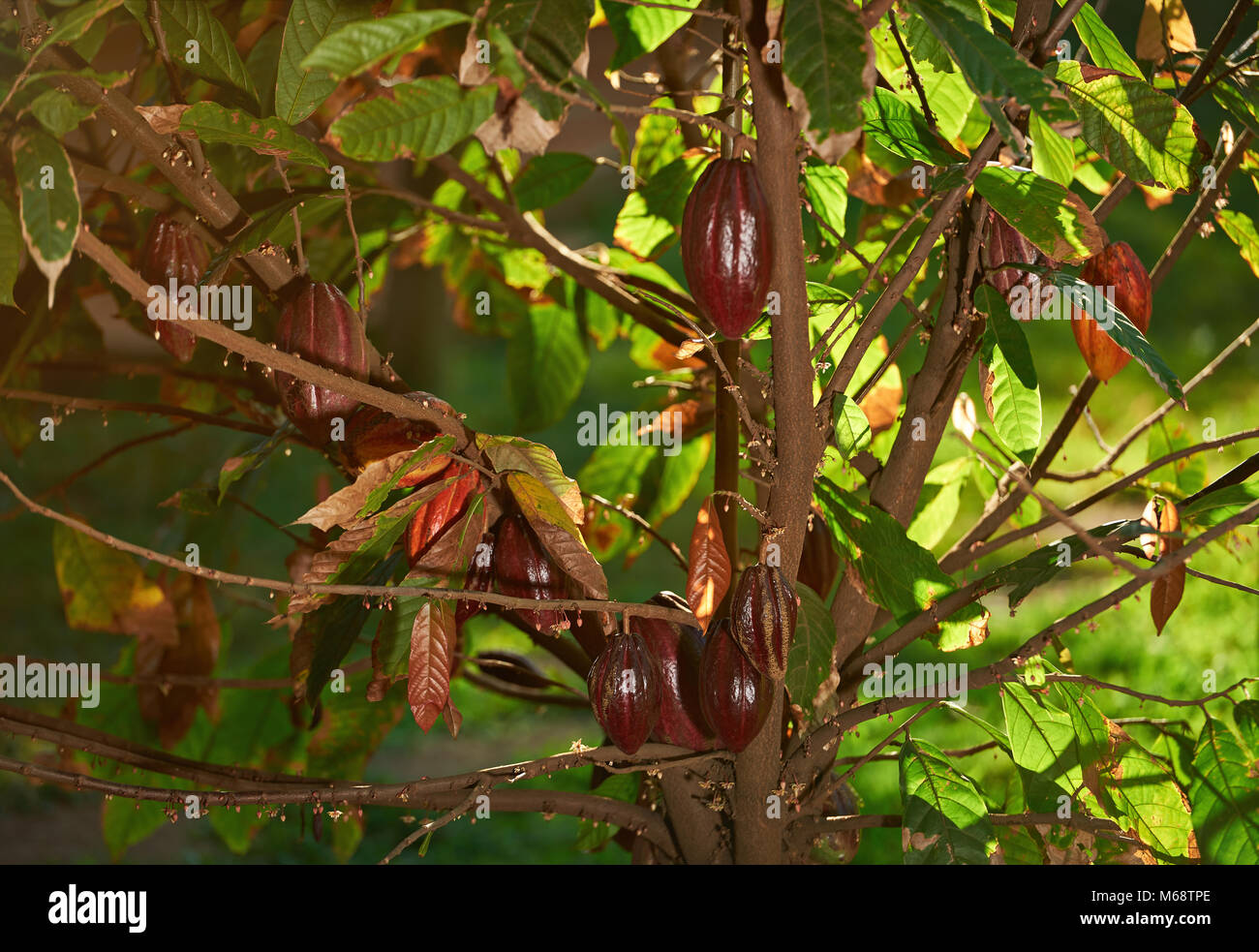 Cocoa red pods crop on cacao tree in agriculture farm plantation Stock ...