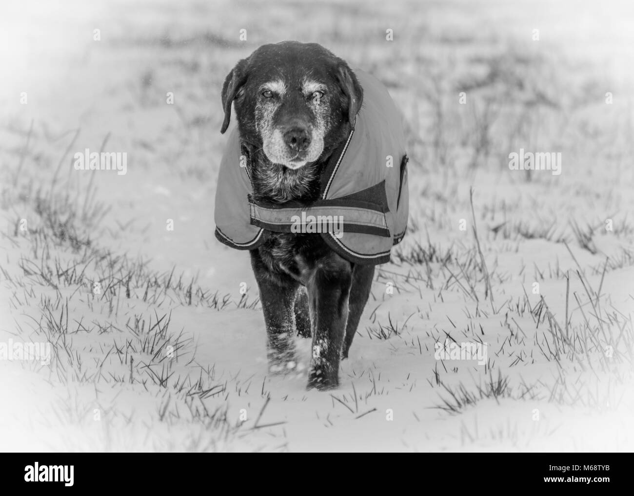 Chocolate Labrador Retriever in Snow Stock Photo - Alamy