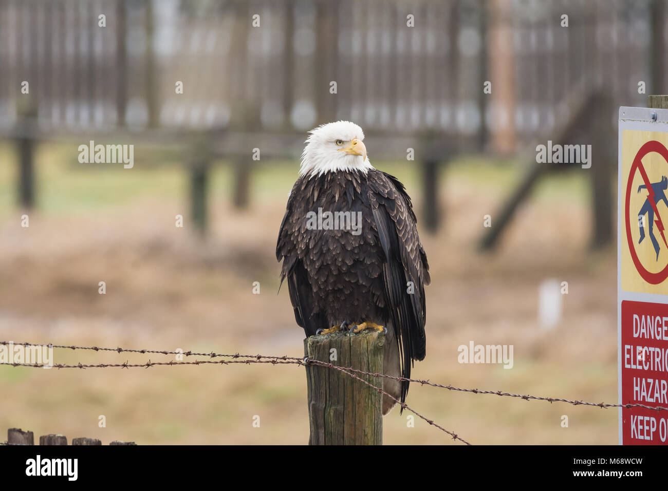 A Bald Eagle (Haliaeetus leucocephalus) perched on a wooden fence with ...