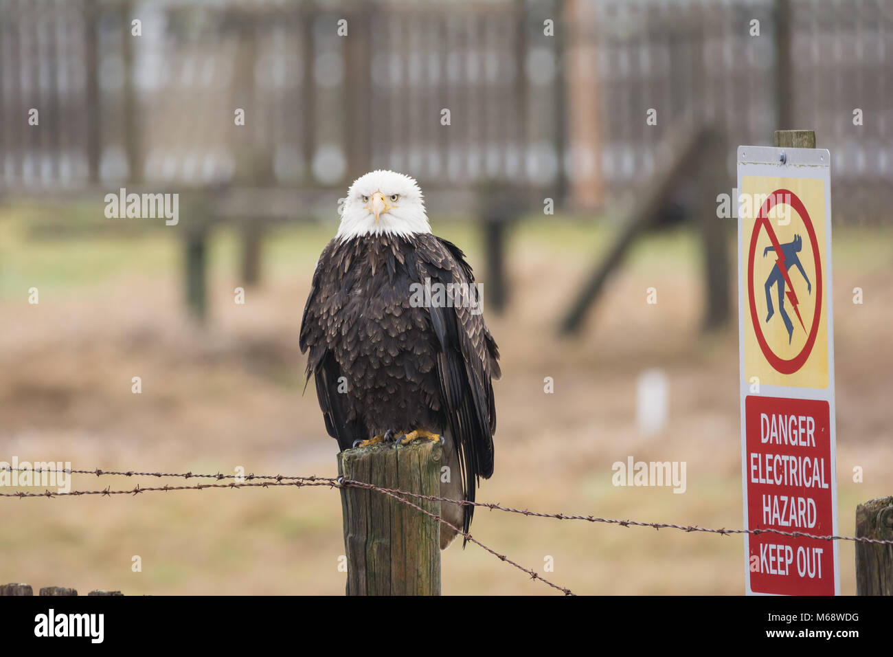 Eagle warning sign hi-res stock photography and images - Alamy