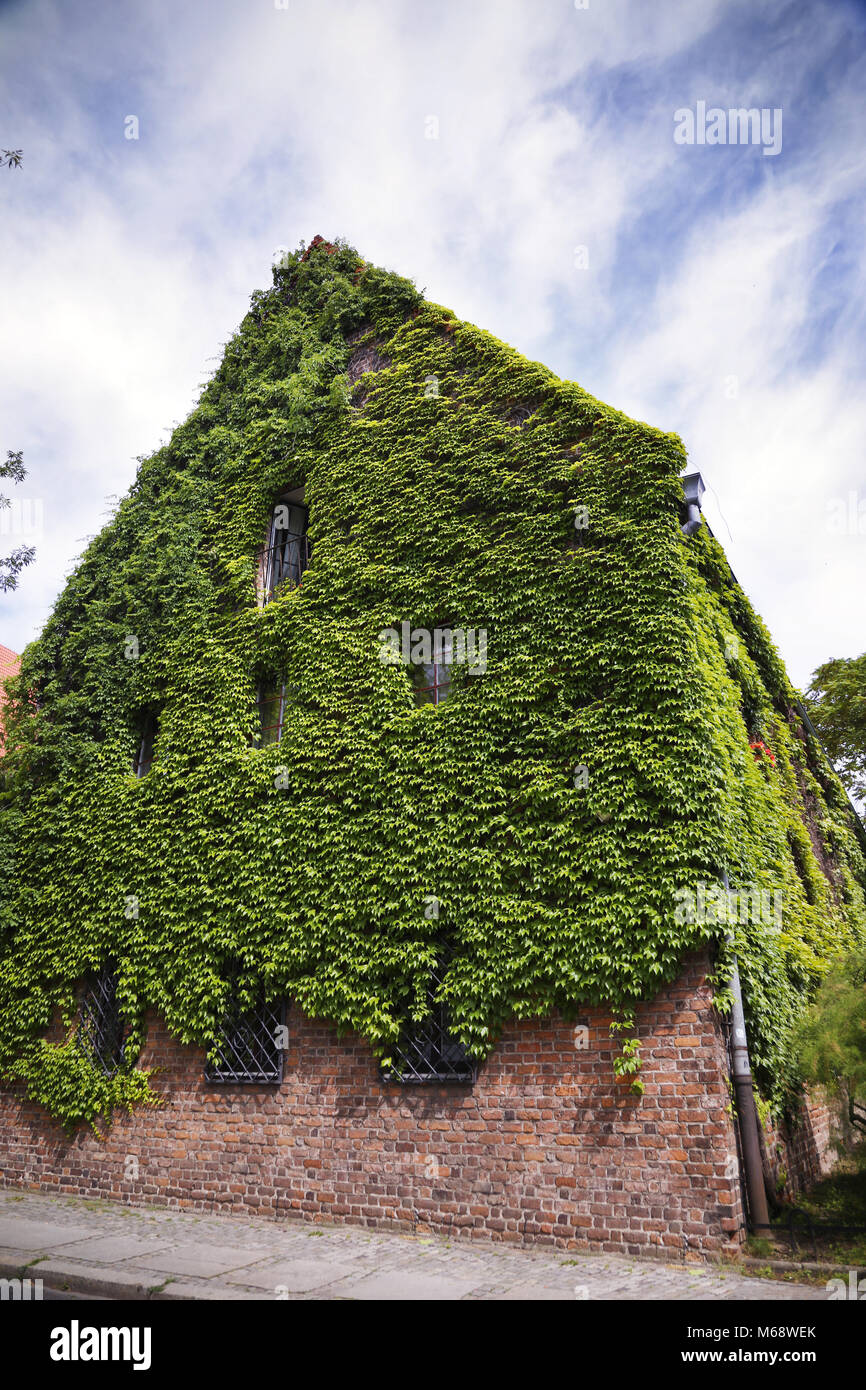 Green wall in Wroclaw, Poland, historic buildings Stock Photo - Alamy