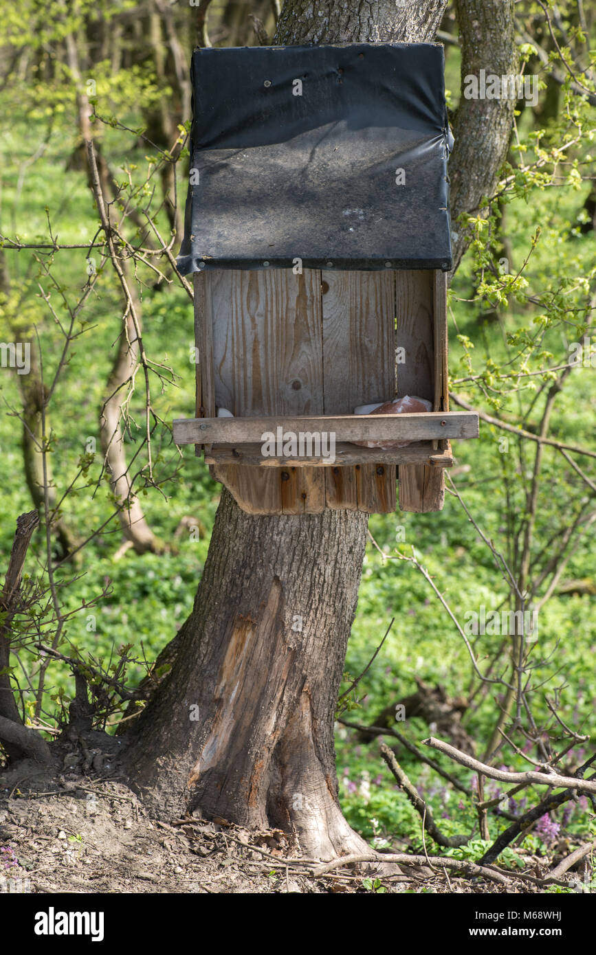 Salt for deer 2 Stock Photo - Alamy
