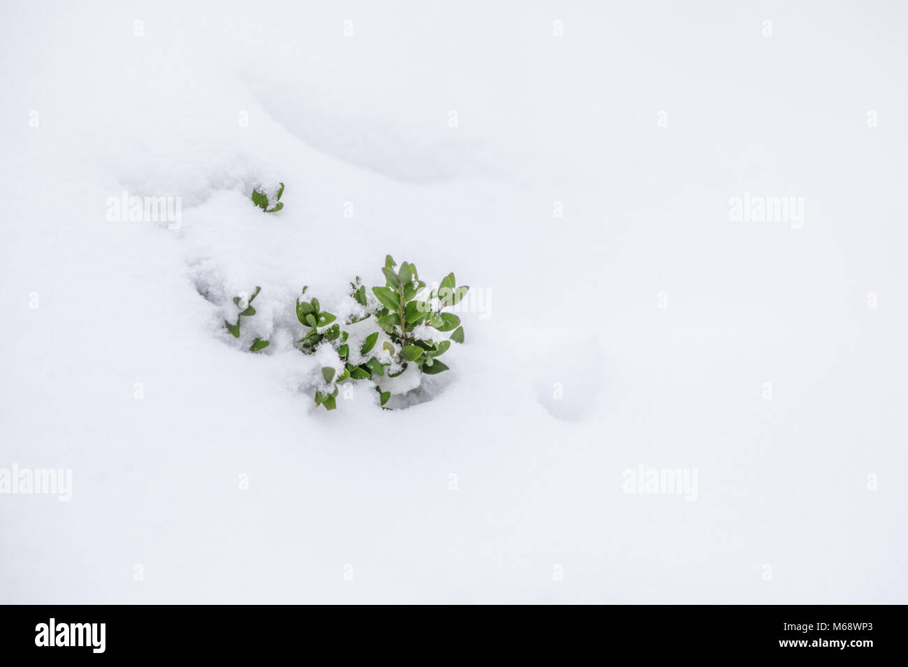 White background with boxwood under snow, green leaf on a snow Stock ...