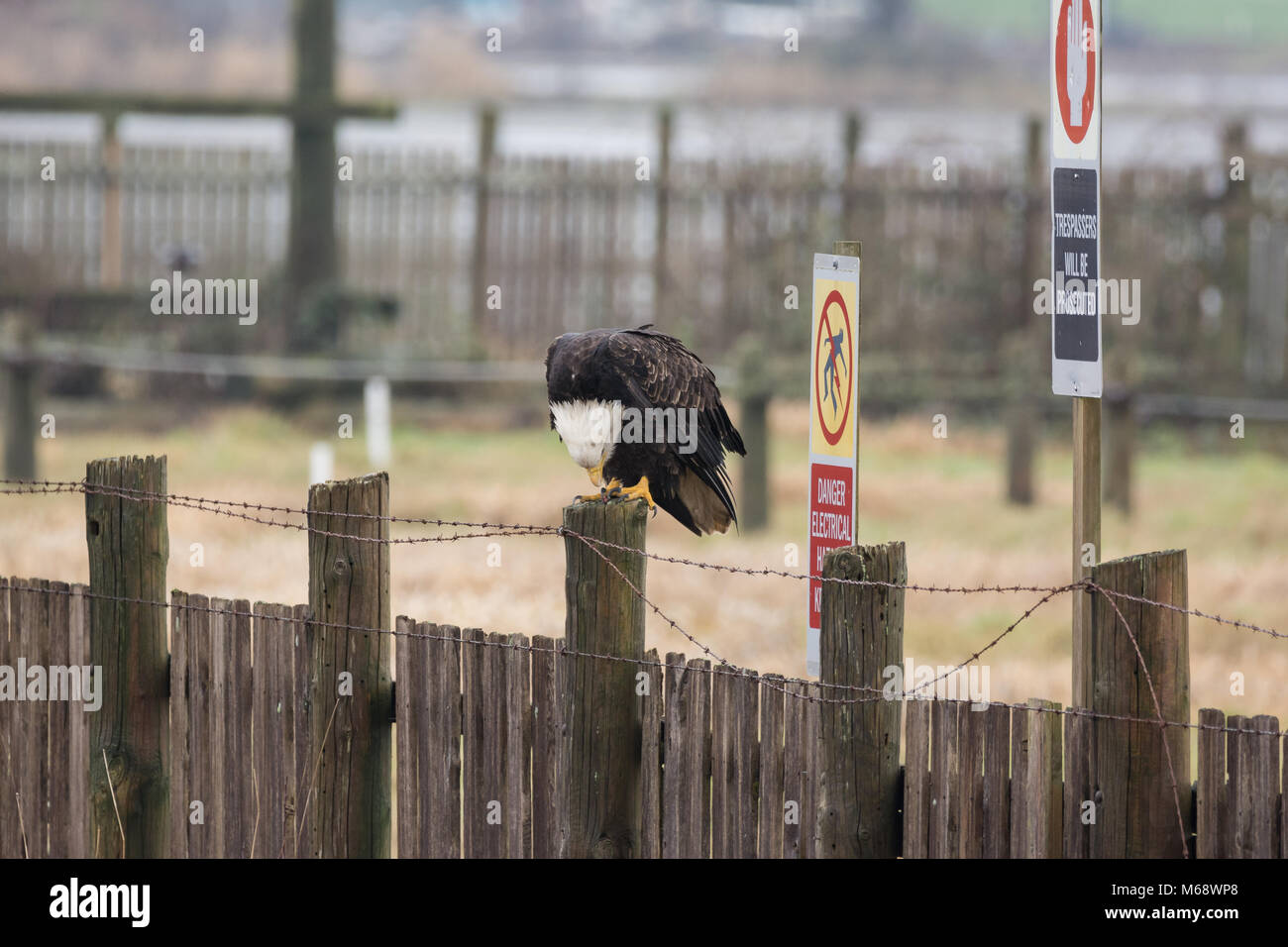 A Bald Eagle (Haliaeetus leucocephalus) perched on a wooden fence with ...