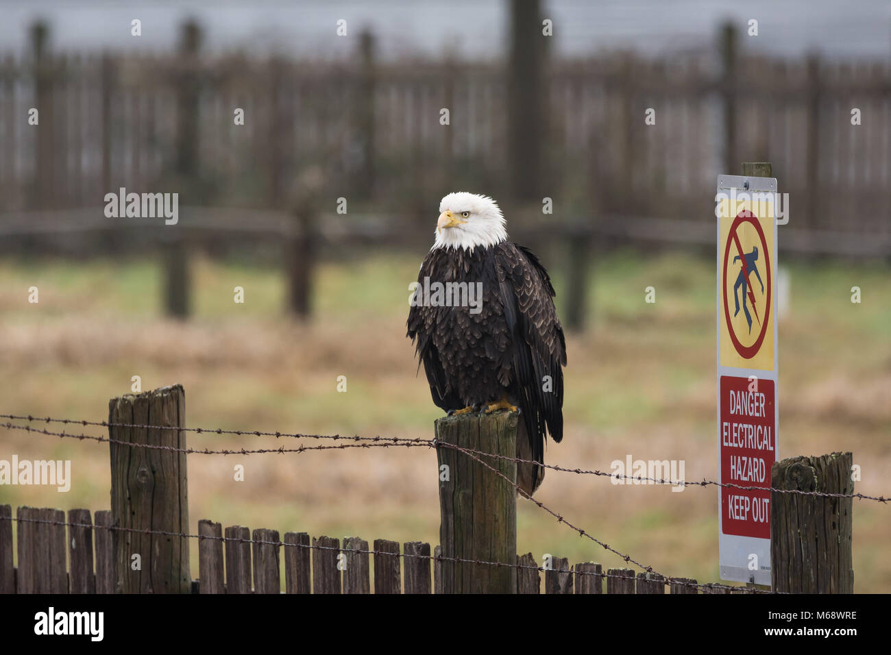 A Bald Eagle (Haliaeetus leucocephalus) perched on a wooden fence with ...
