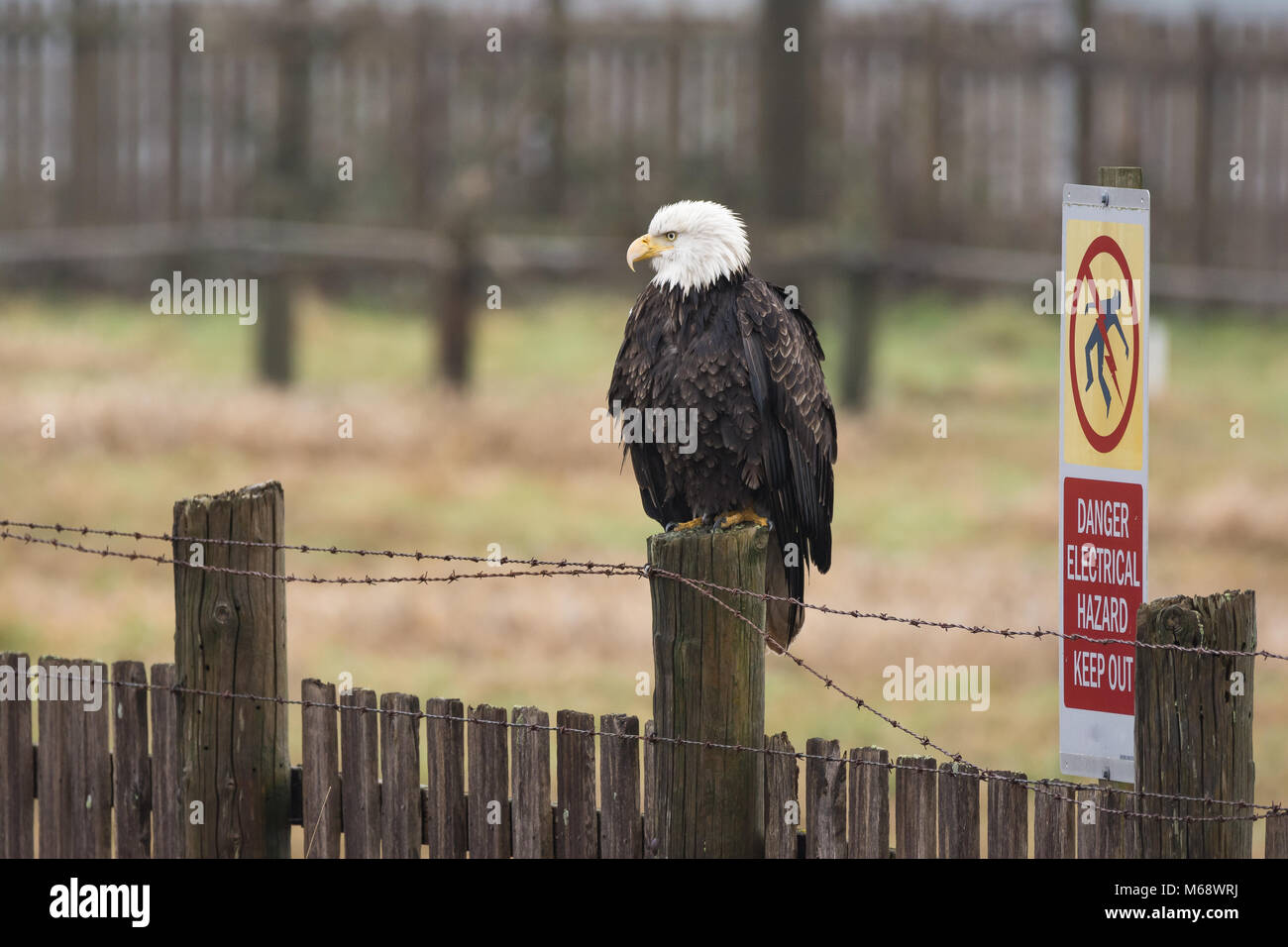 Bald eagle sitting sign hi-res stock photography and images - Alamy