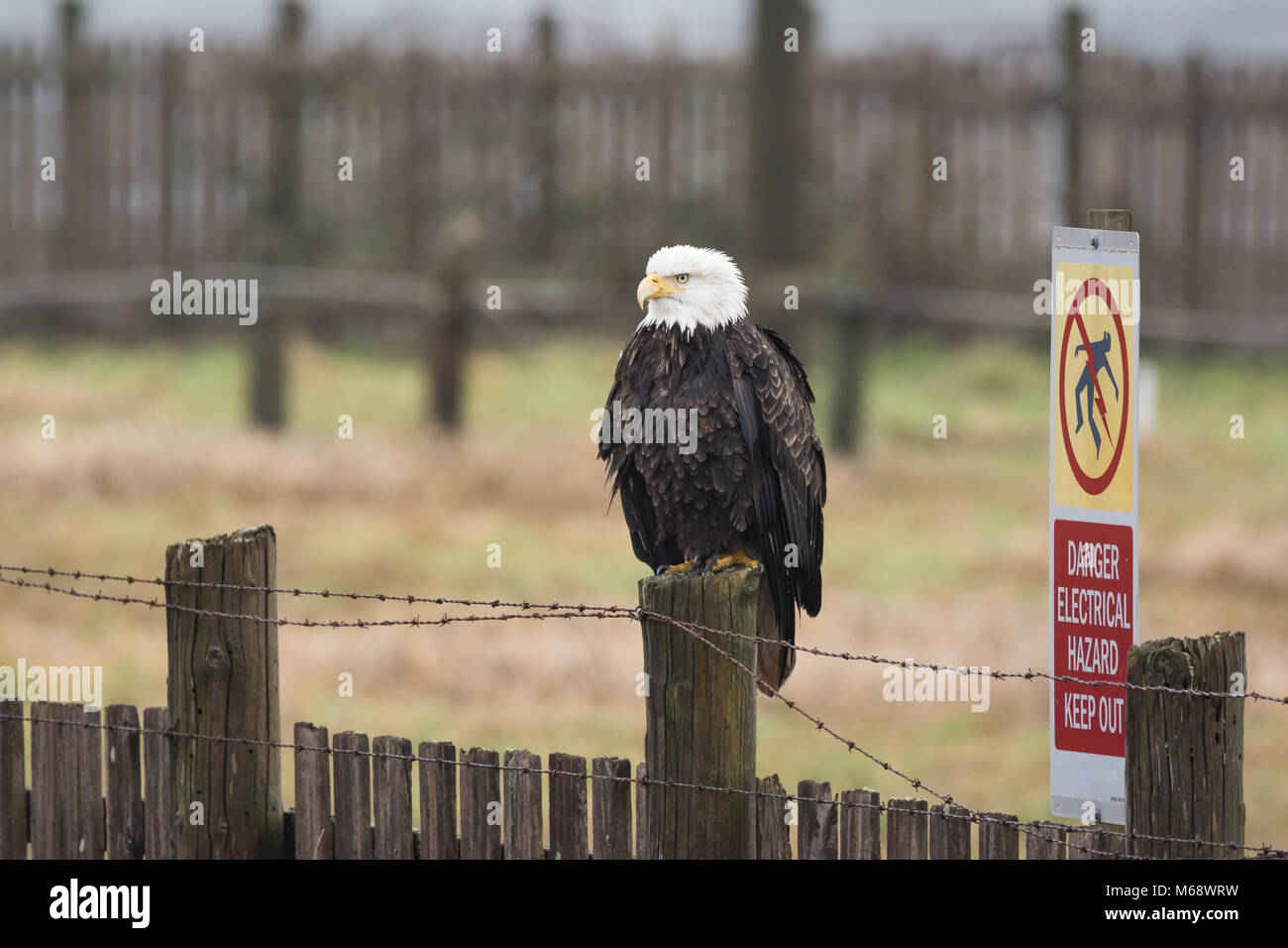 Bald eagle sitting sign hi-res stock photography and images - Alamy