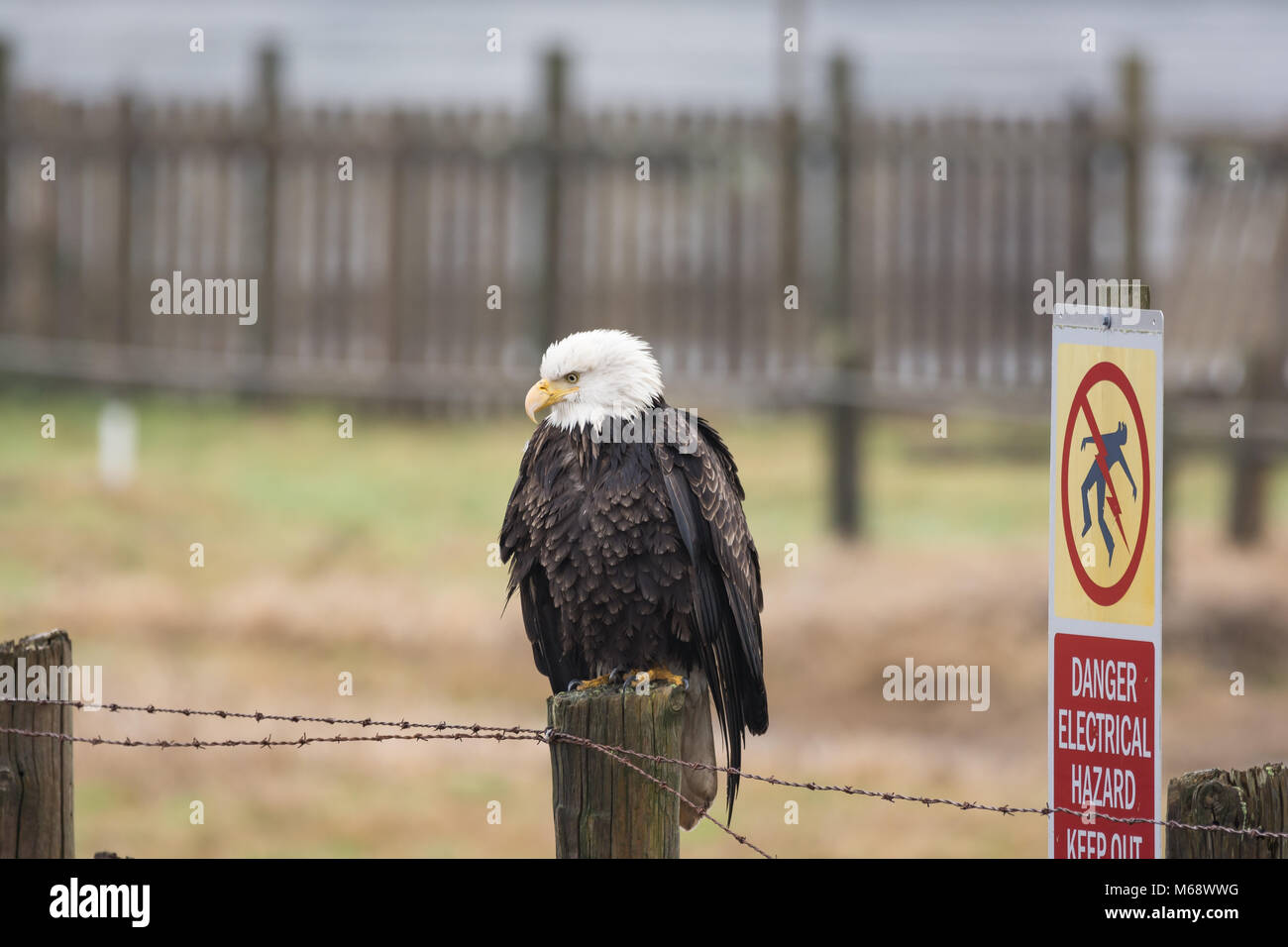 Bald eagle sitting sign hi-res stock photography and images - Alamy