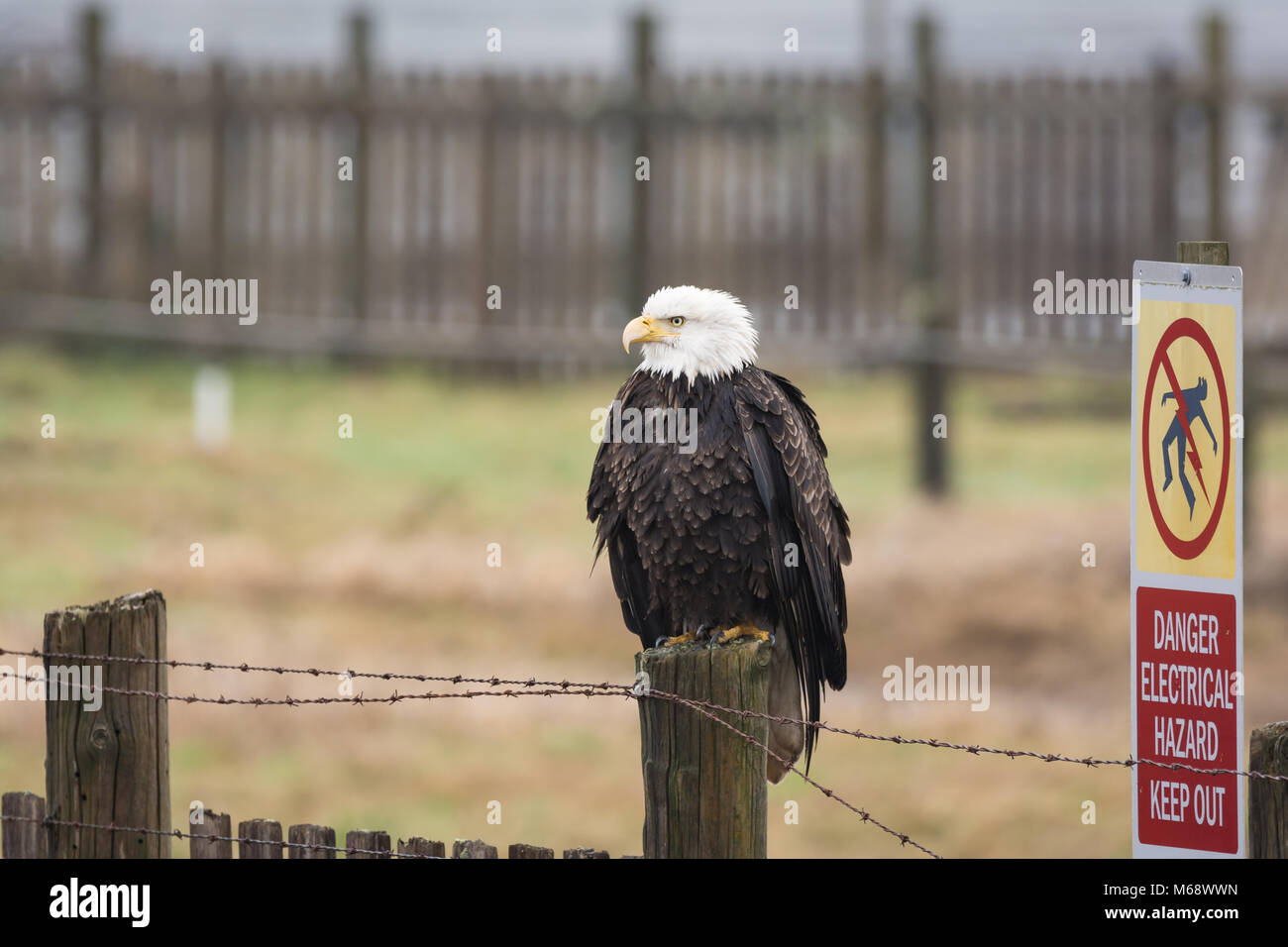 A Bald Eagle (Haliaeetus leucocephalus) perched on a wooden fence with ...