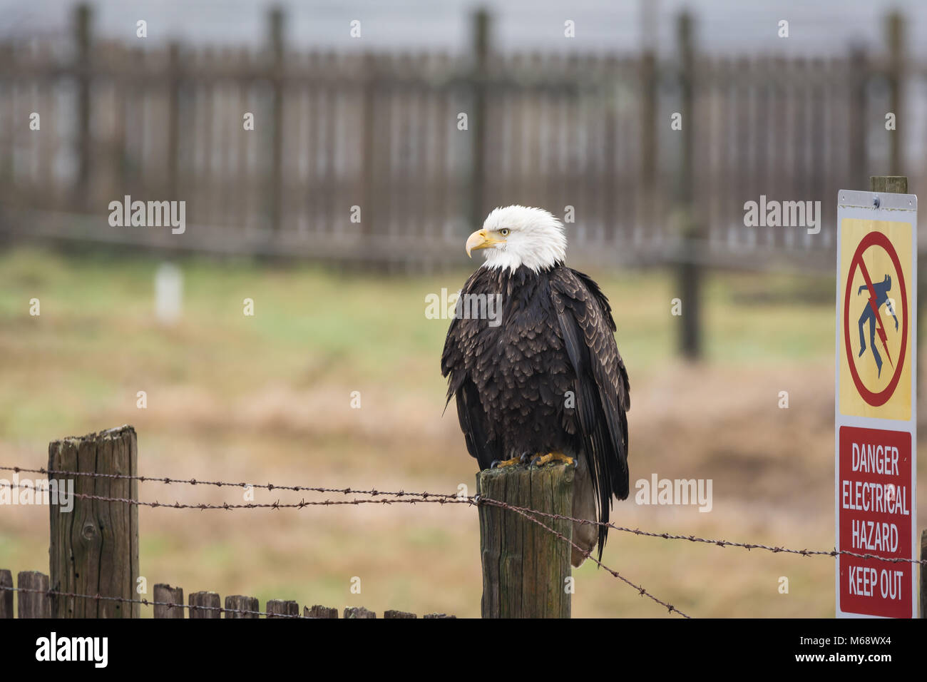 A Bald Eagle (Haliaeetus leucocephalus) perched on a wooden fence with ...