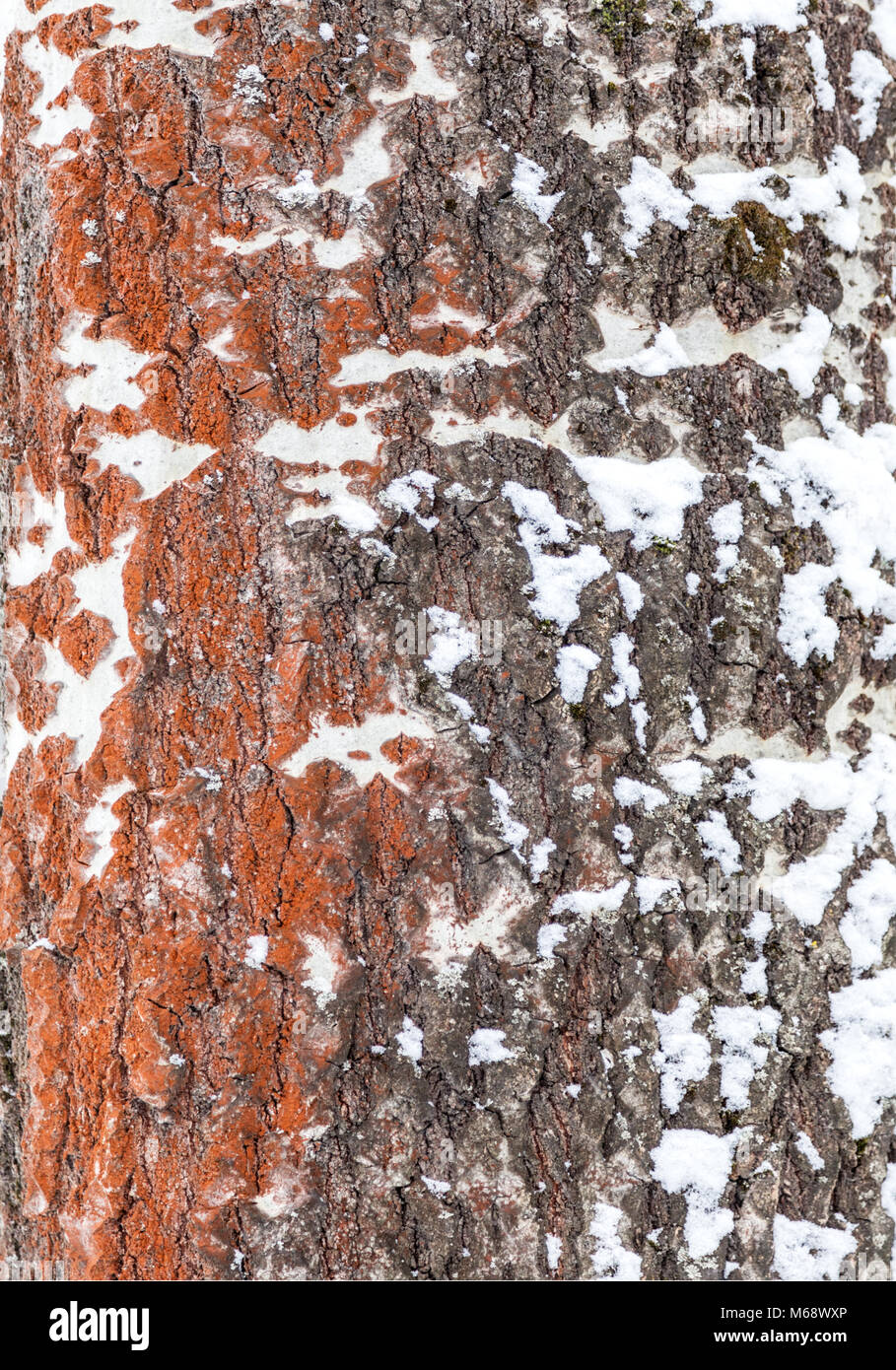 Background with bark of the tree is covered with snow Stock Photo - Alamy