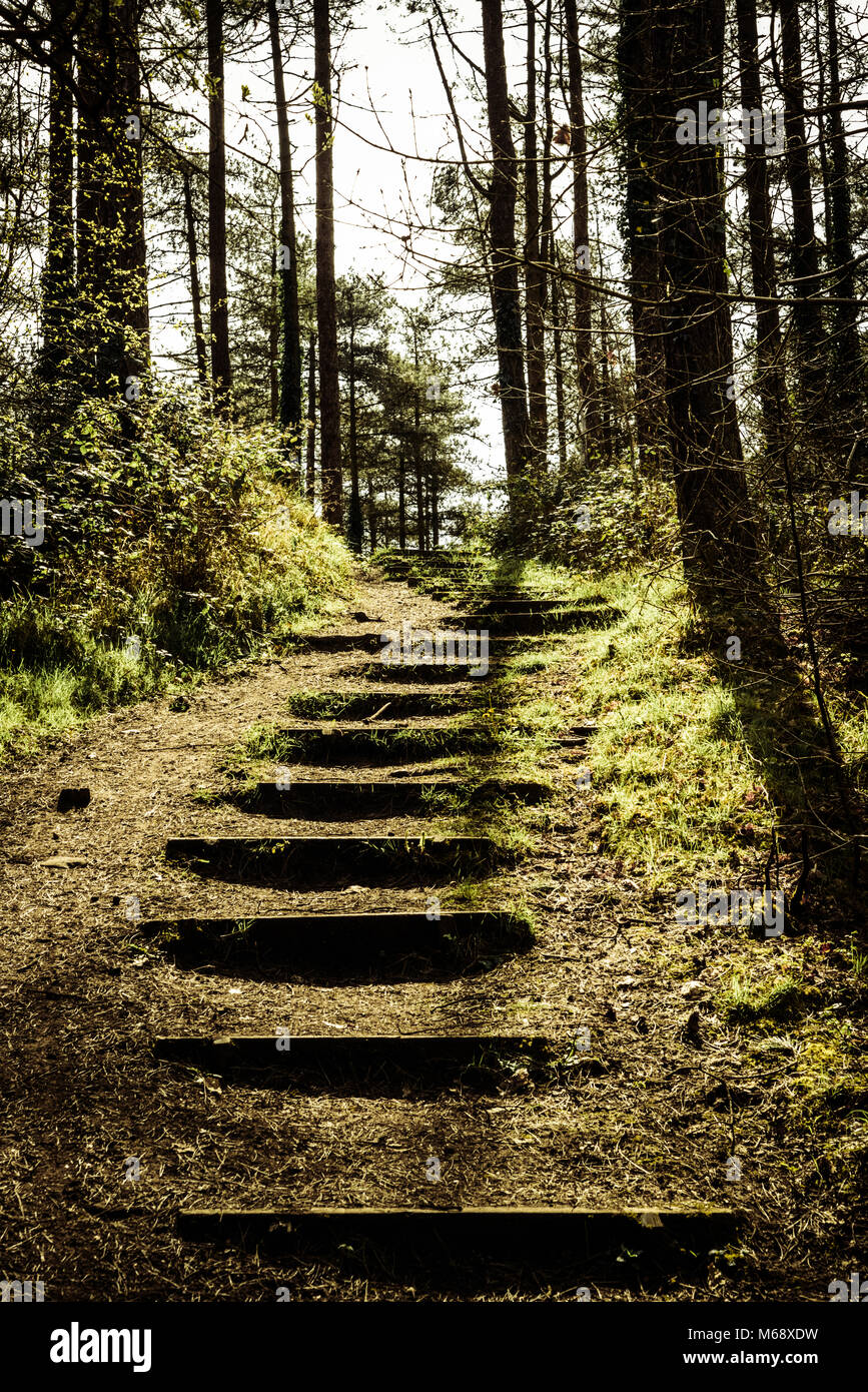 Wooden step in Pembrey Country Park forest, Carmarthenshire. Wales. UK ...