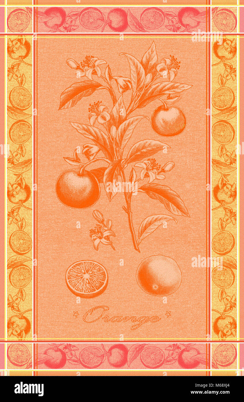 Botanical illustration orange hi-res stock photography and images - Alamy