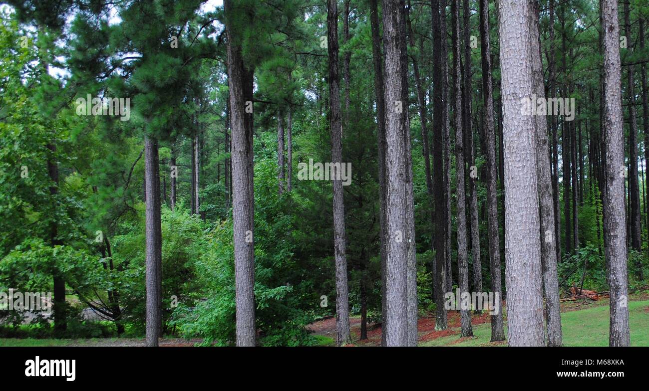 Coniferous Pine Forest Evergreens Stock Photo - Alamy