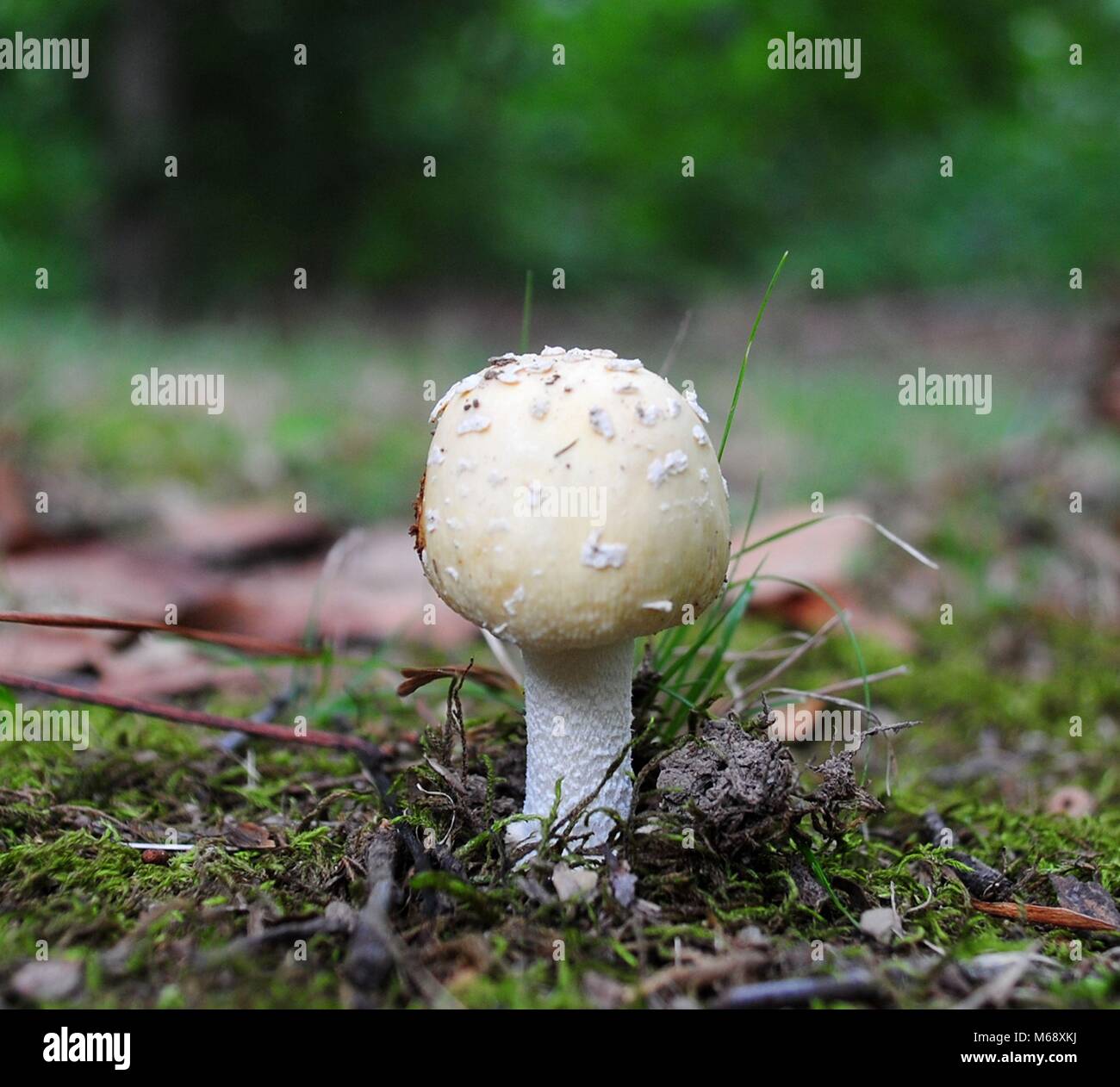 Toad stools hi-res stock photography and images - Alamy