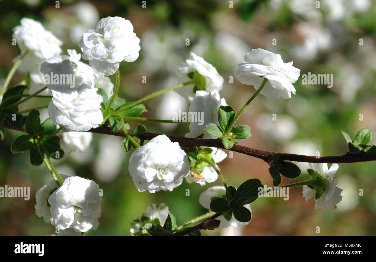 White baby breath flower hi-res stock photography and images - Alamy