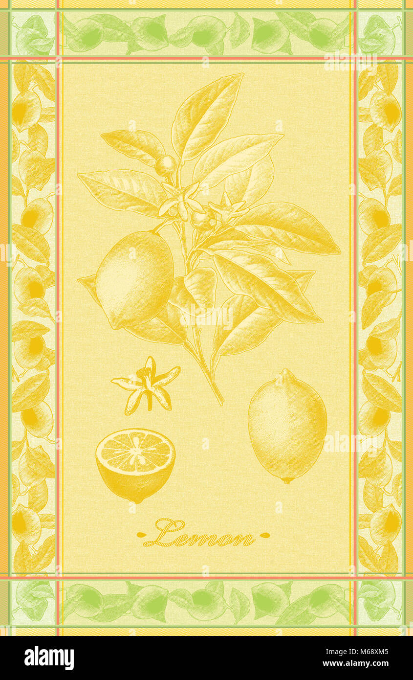 Lemon botanical illustration Stock Photo - Alamy
