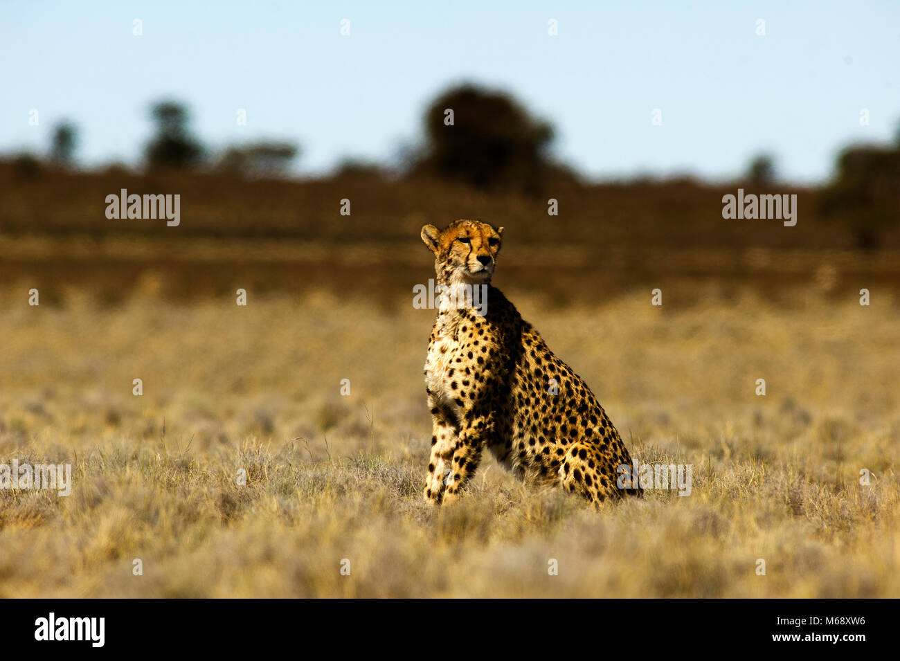 Springbok and cheetah hi-res stock photography and images - Alamy