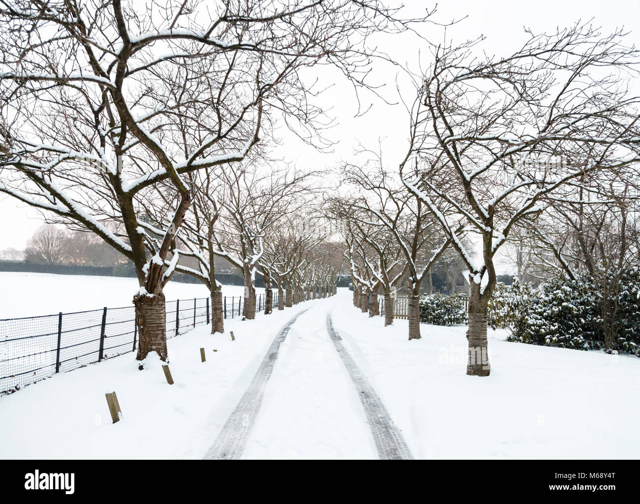 A tree lined driveway, covered in snow Stock Photo - Alamy
