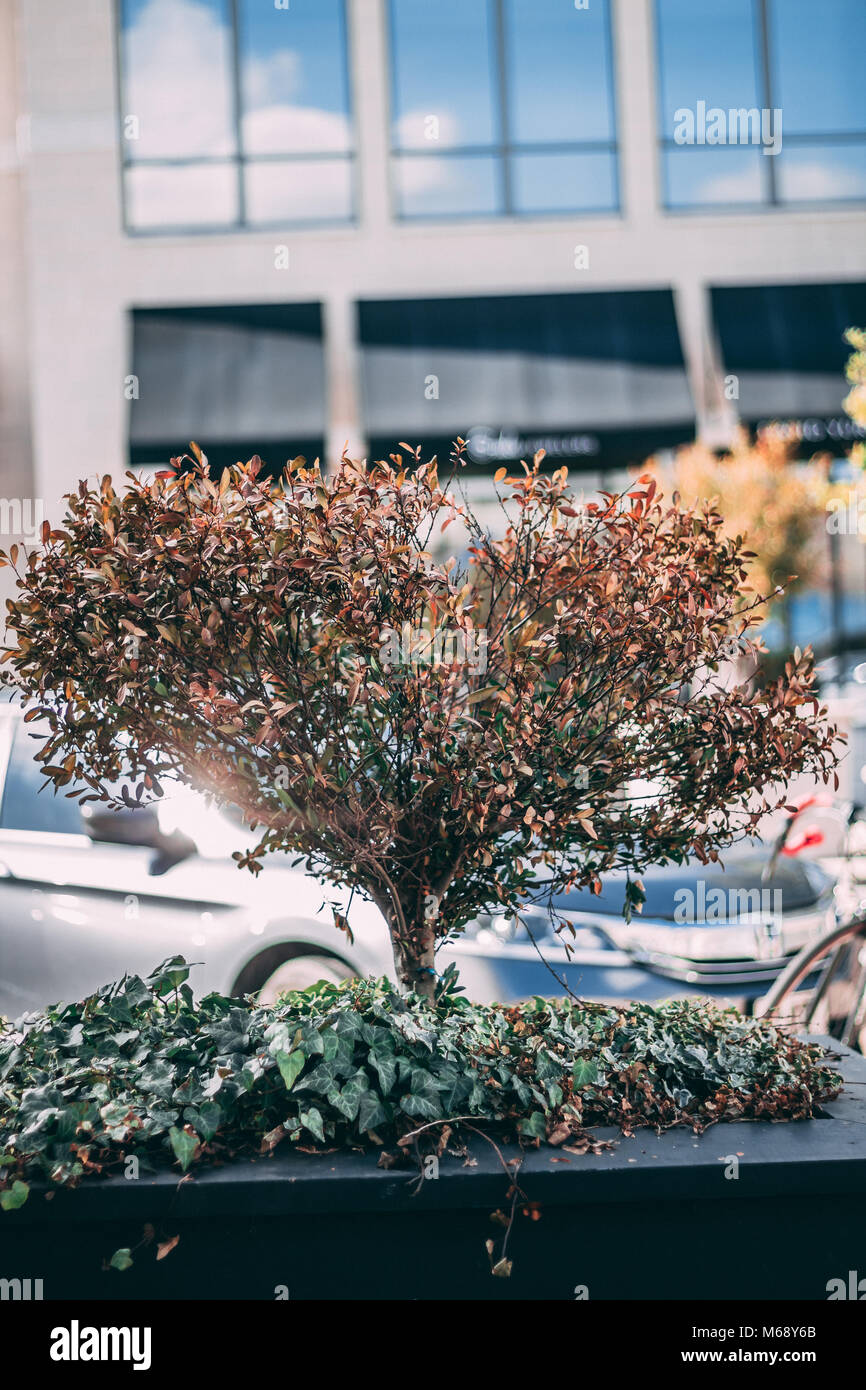 Bush In The City Stock Photo - Alamy