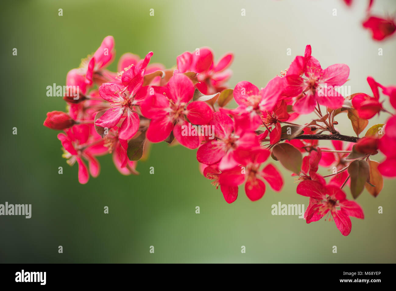 Flowers on the tree. Blossom tree Stock Photo - Alamy