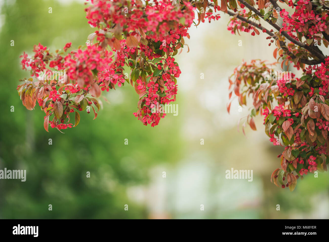 Flowers on the tree. Blossom tree Stock Photo - Alamy