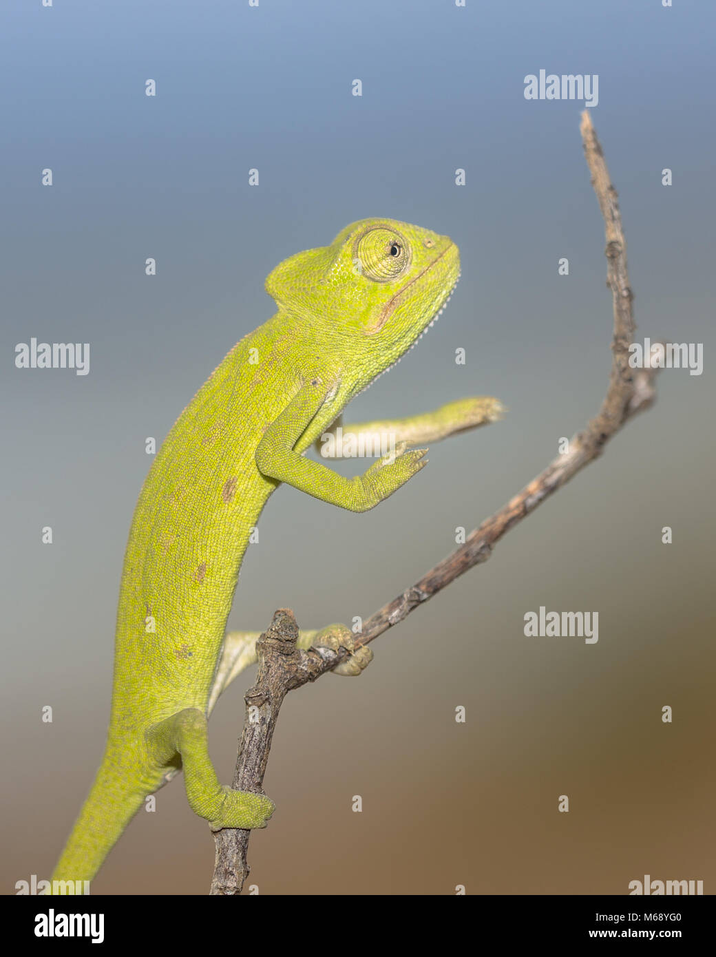 African chameleon hi-res stock photography and images - Alamy