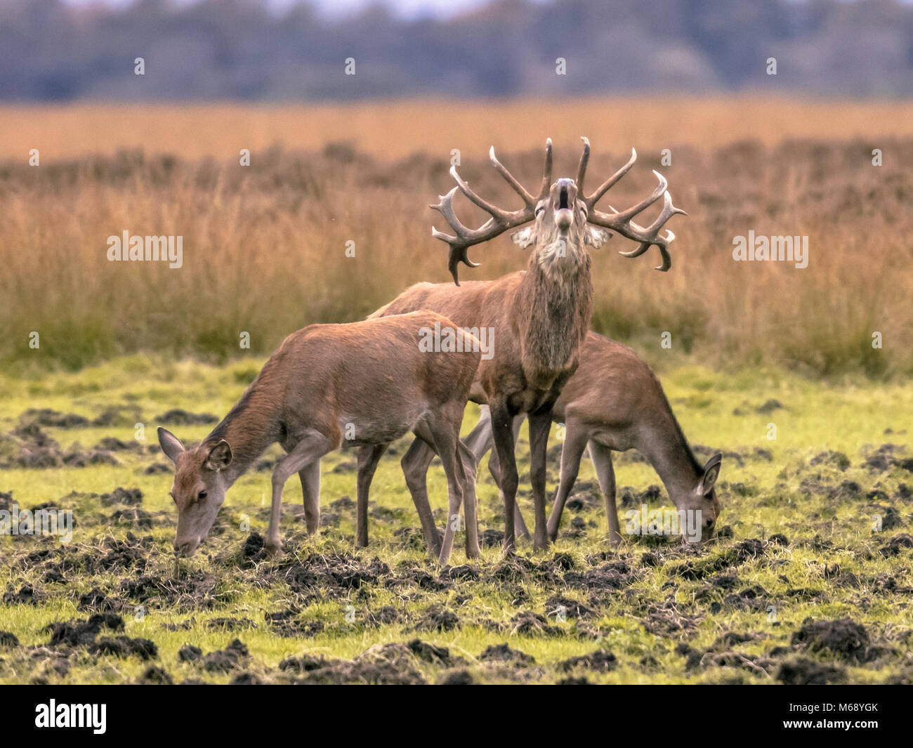 Belling hi-res stock photography and images - Alamy