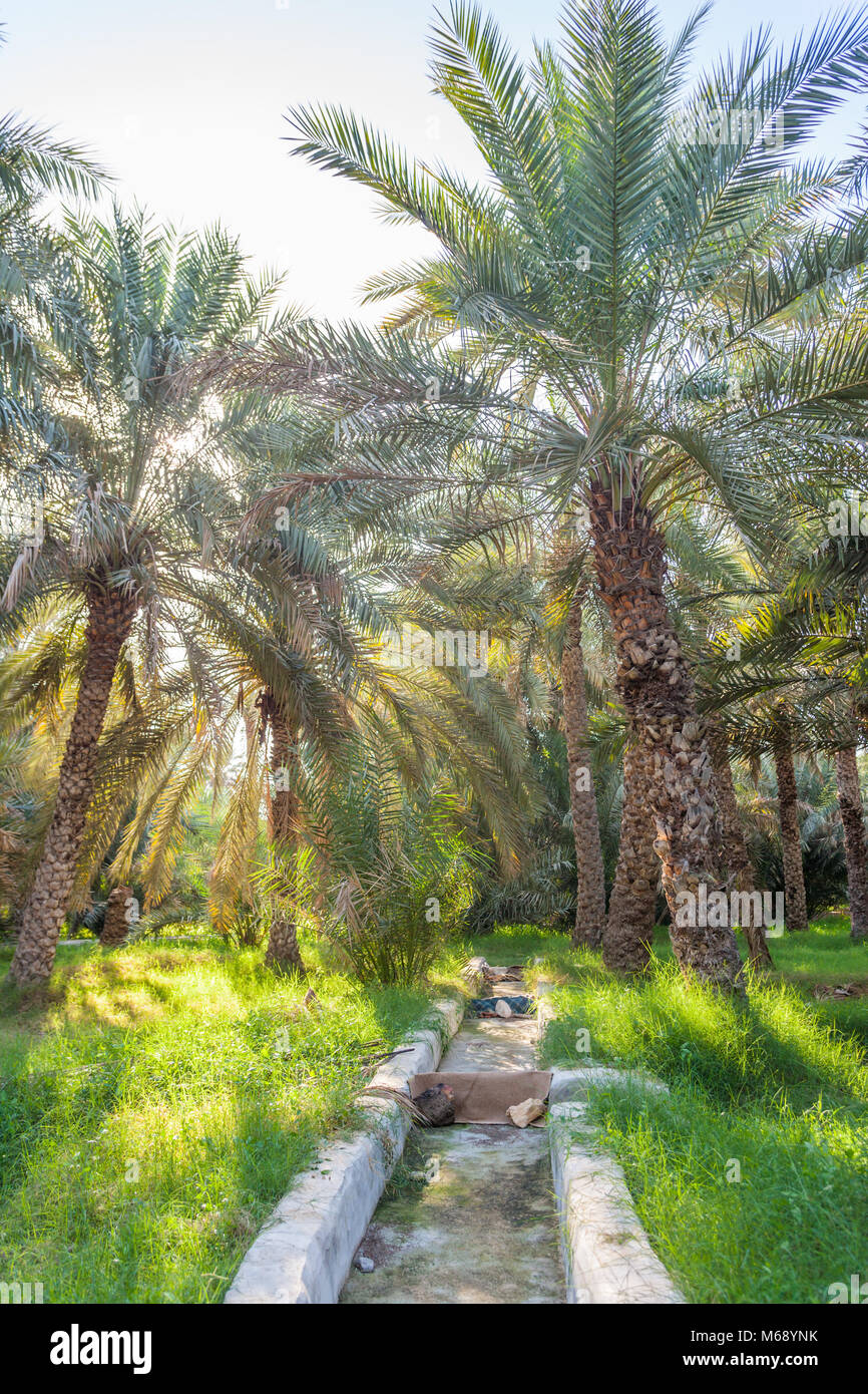A traditional falaj (irrigational channel) in Jimi Oasis in Al Ain, in ...