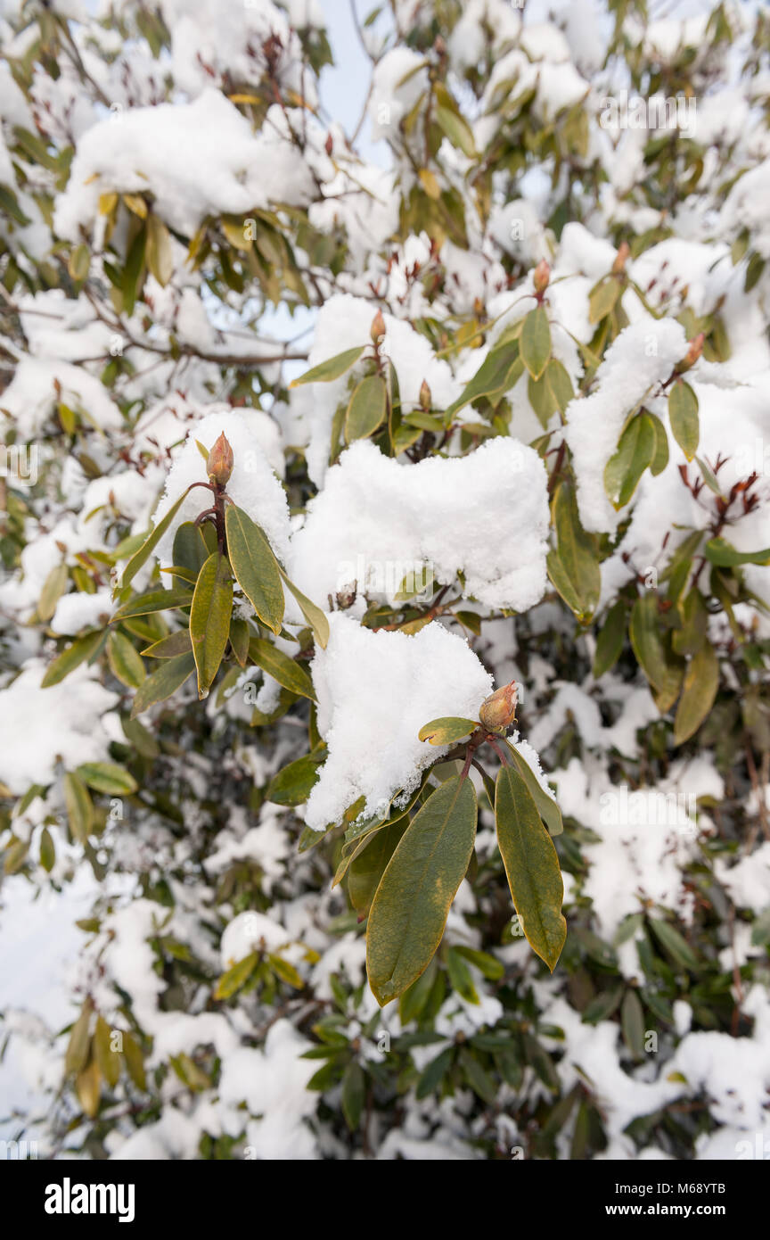 Rhododendron poisoning hi-res stock photography and images - Alamy