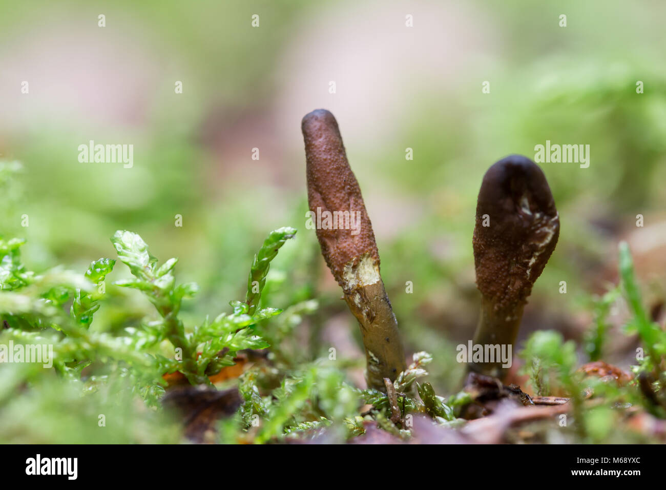 False truffle fungus hi-res stock photography and images - Alamy