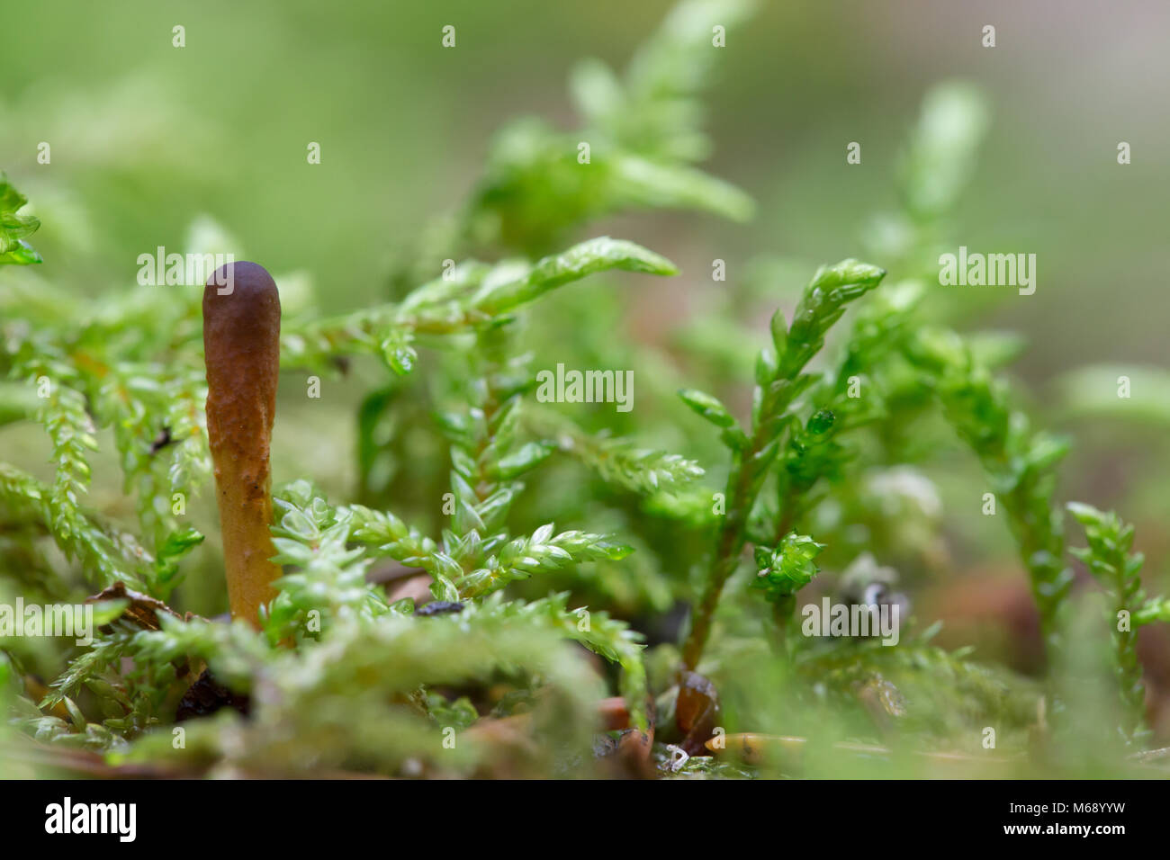 False truffle fungus hi-res stock photography and images - Alamy