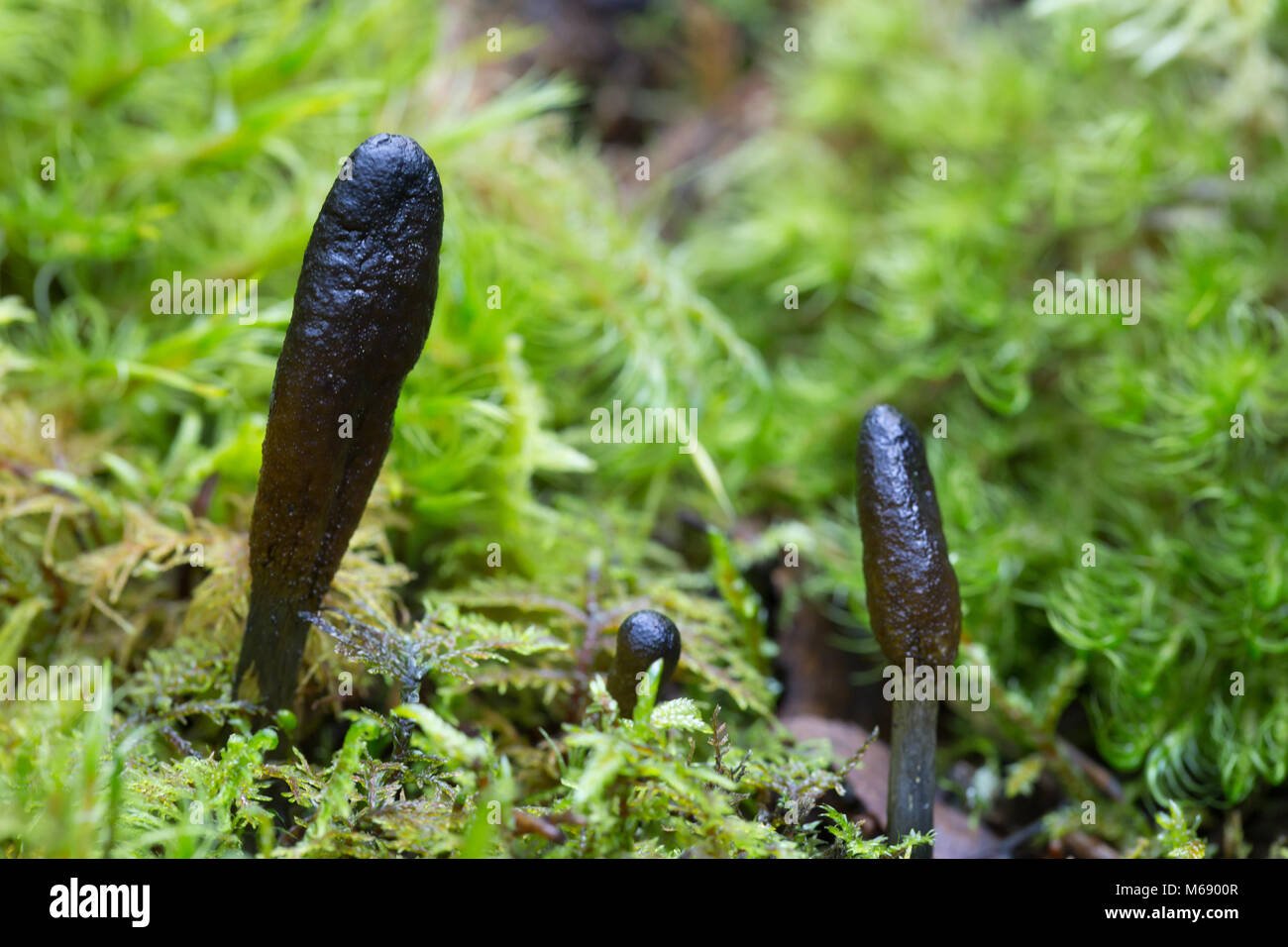 False truffle hi-res stock photography and images - Alamy