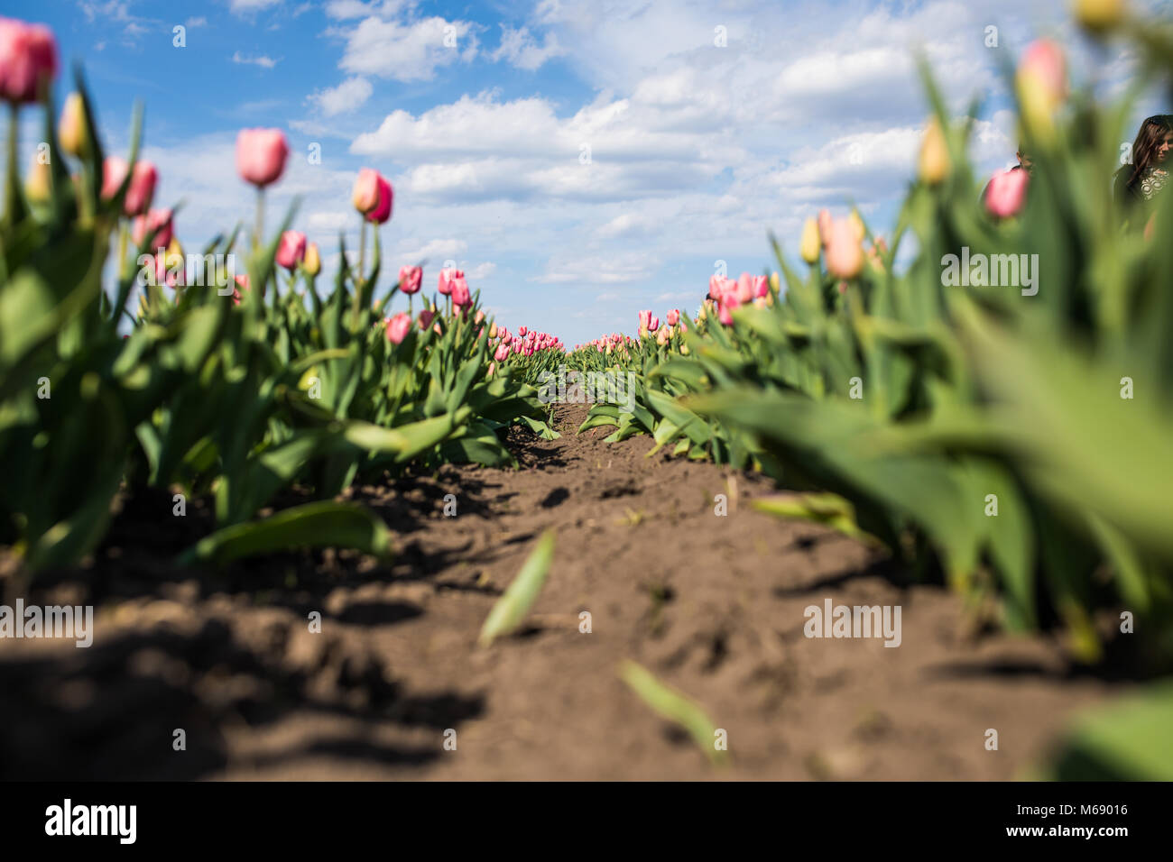 Garden flowers and tulips Beautiful outdoor scenery Stock Photo - Alamy