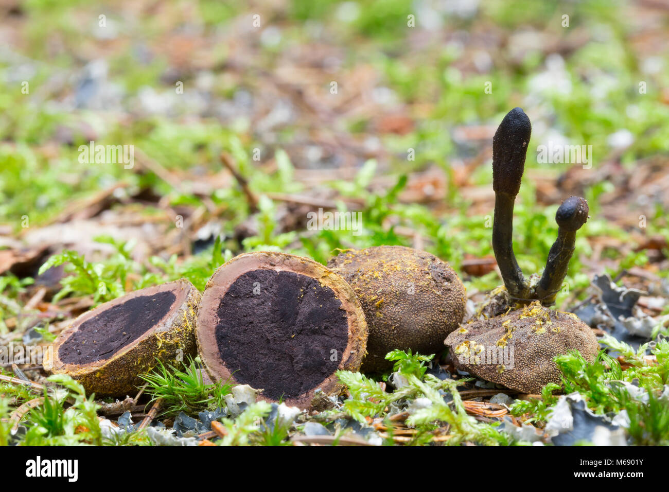 False truffle hi-res stock photography and images - Alamy