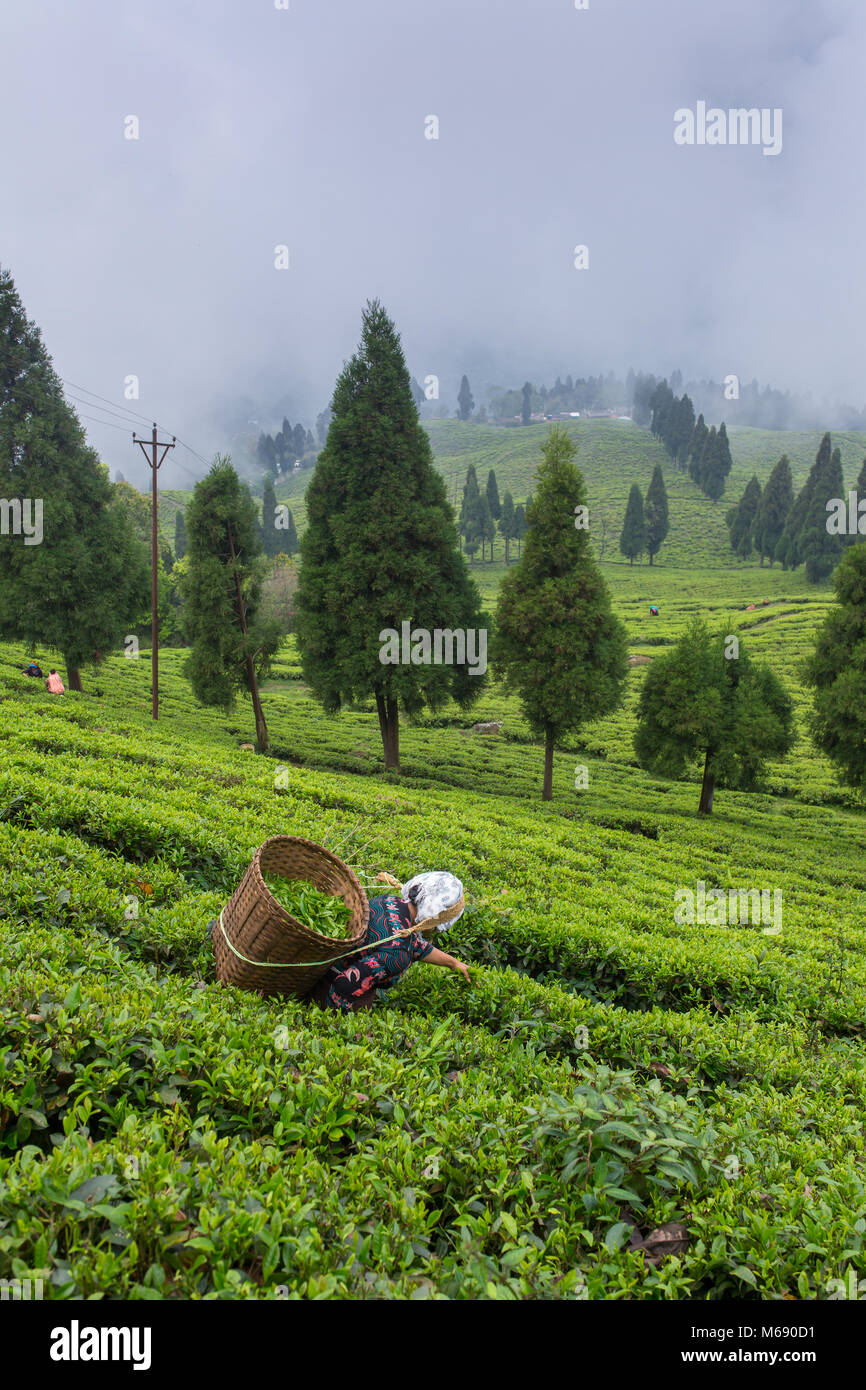 Assam tea picker hi-res stock photography and images - Alamy