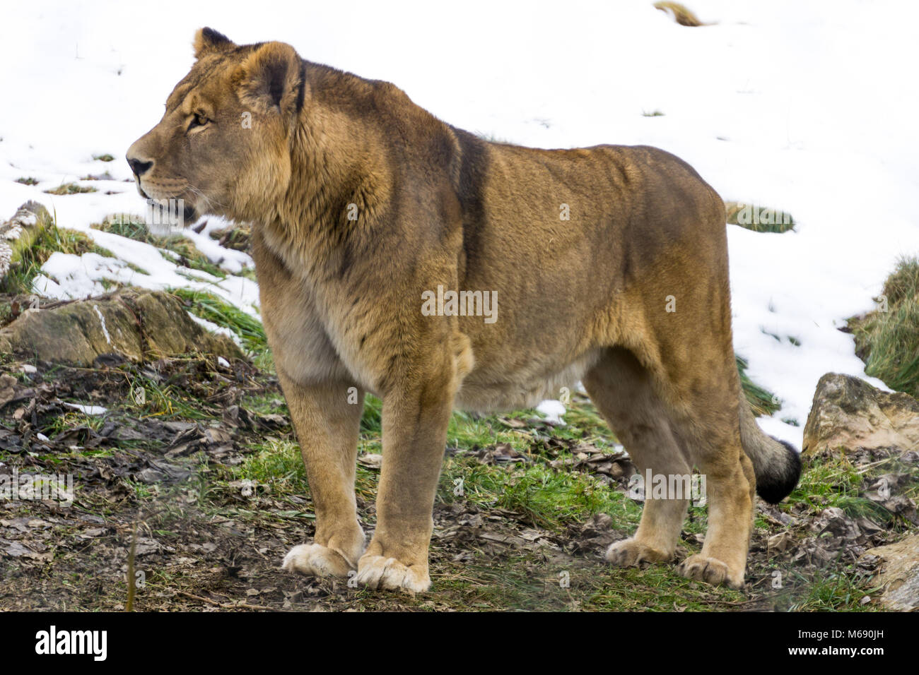 Lioness inside her enclosure at an Austrian zoo in the winter with snow ...